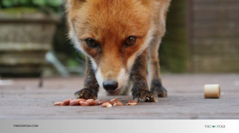 Can Foxes Eat Dog Food? Exploring Dietary Safety - TheDogFolk