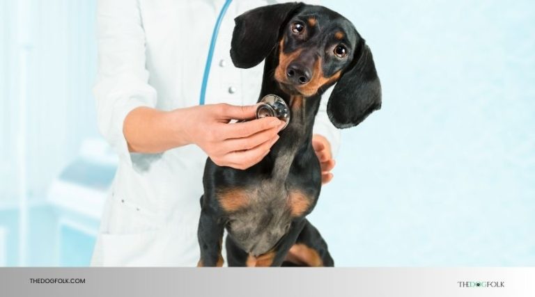 How Much Should You Tip Dog Groomer? A Tipping Guide - TheDogFolk