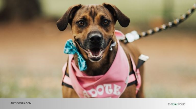 How Much Should You Tip Dog Groomer? A Tipping Guide - TheDogFolk