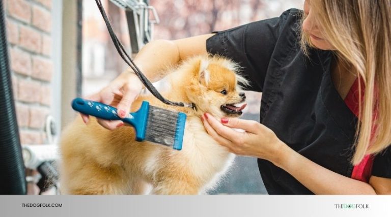 How Much Should You Tip Dog Groomer? A Tipping Guide - TheDogFolk