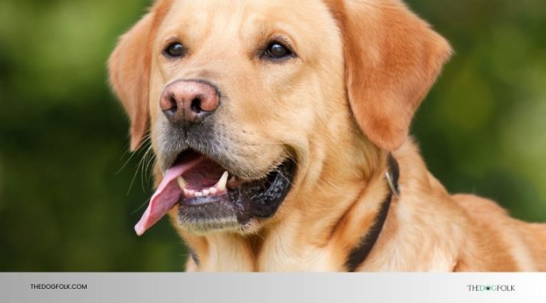 How Old Can A Male Dog Breed? Age Limits Explained - TheDogFolk