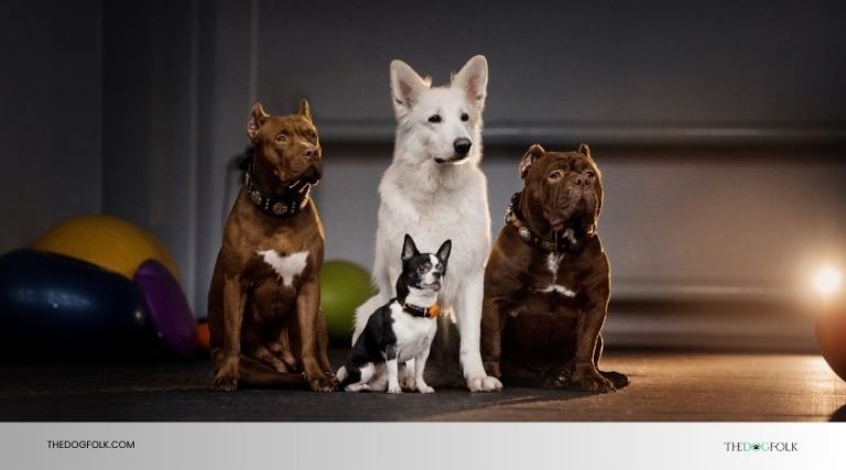 How Do Dogs Breed? A Fascinating Journey Explained - TheDogFolk