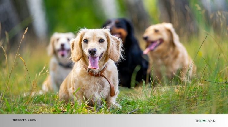 How Do Dogs Breed? A Fascinating Journey Explained - TheDogFolk