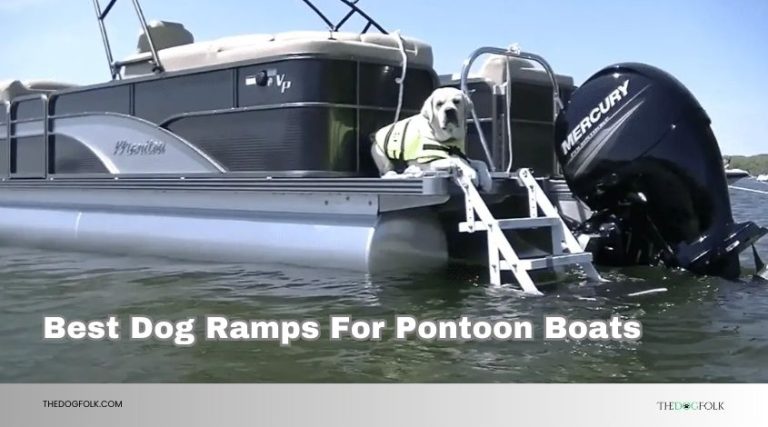 Top 10 Best Dog Ramps For Pontoon Boats To Buy In 2026 - TheDogFolk