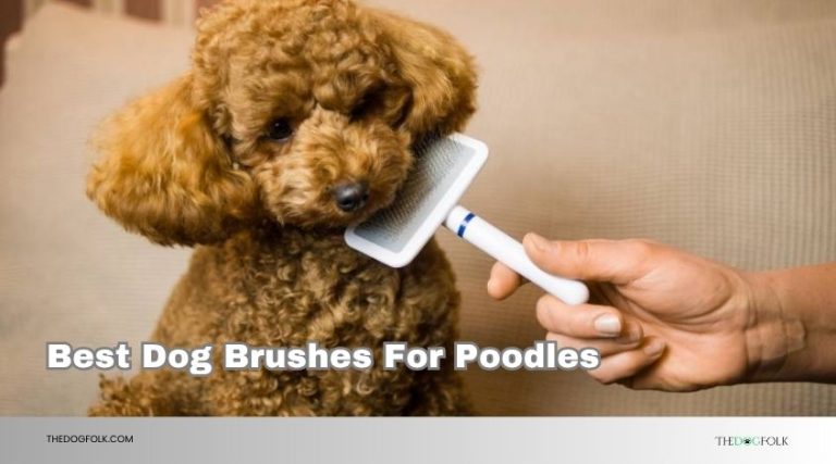 Our 10 Best Dog Brushes For Poodles 2026: Top Picks - TheDogFolk
