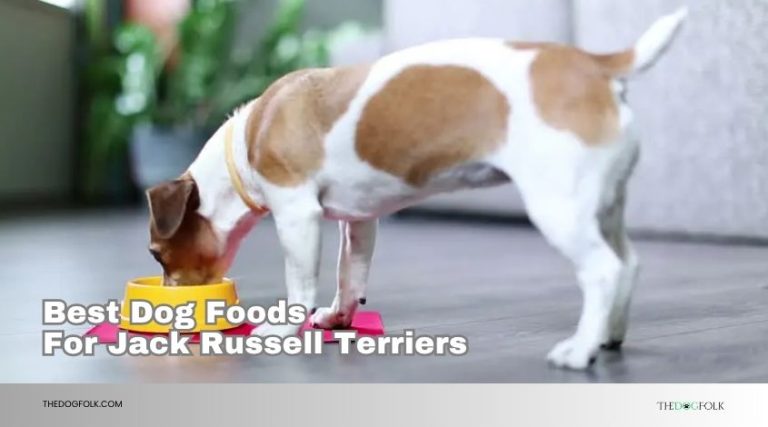 Top 10 Best Dog Foods For Jack Russell Terriers 2026, According to ...