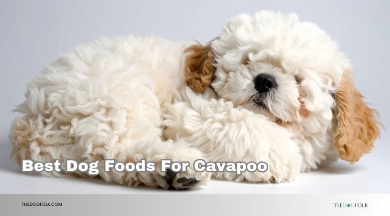 10 Best Dog Foods For Cavapoo (2026), Tested and Reviewed - TheDogFolk